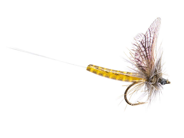 Green Drake Western CDC