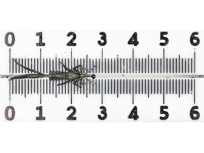 Ninfa efímera - freewater - tan - 30 mm