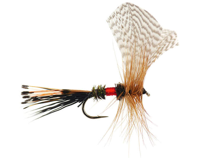 Royal Fan Wing Mayfly